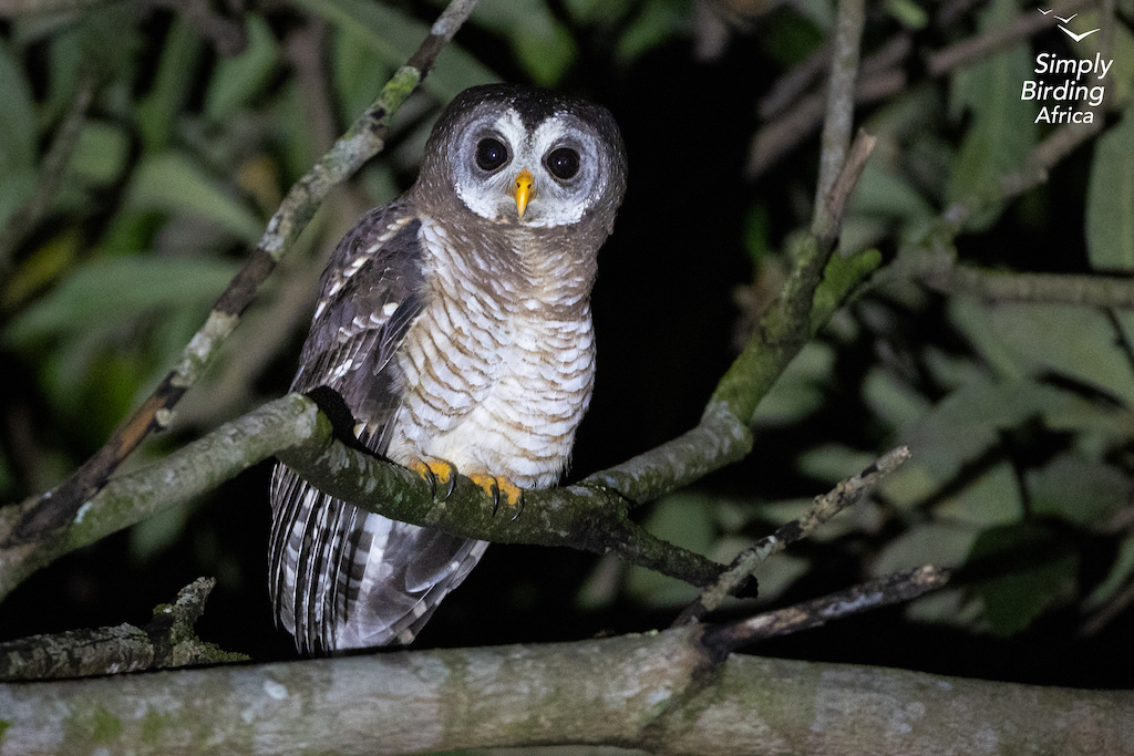 African Wood Owl - species page by Simply Birding Africa